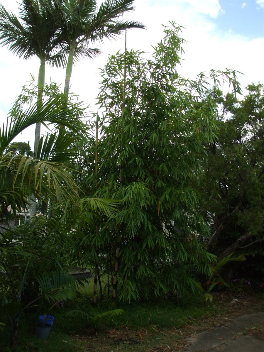 Amazing culms on Java Black bamboo - TROPICAL LOOKING PLANTS - Other ...
