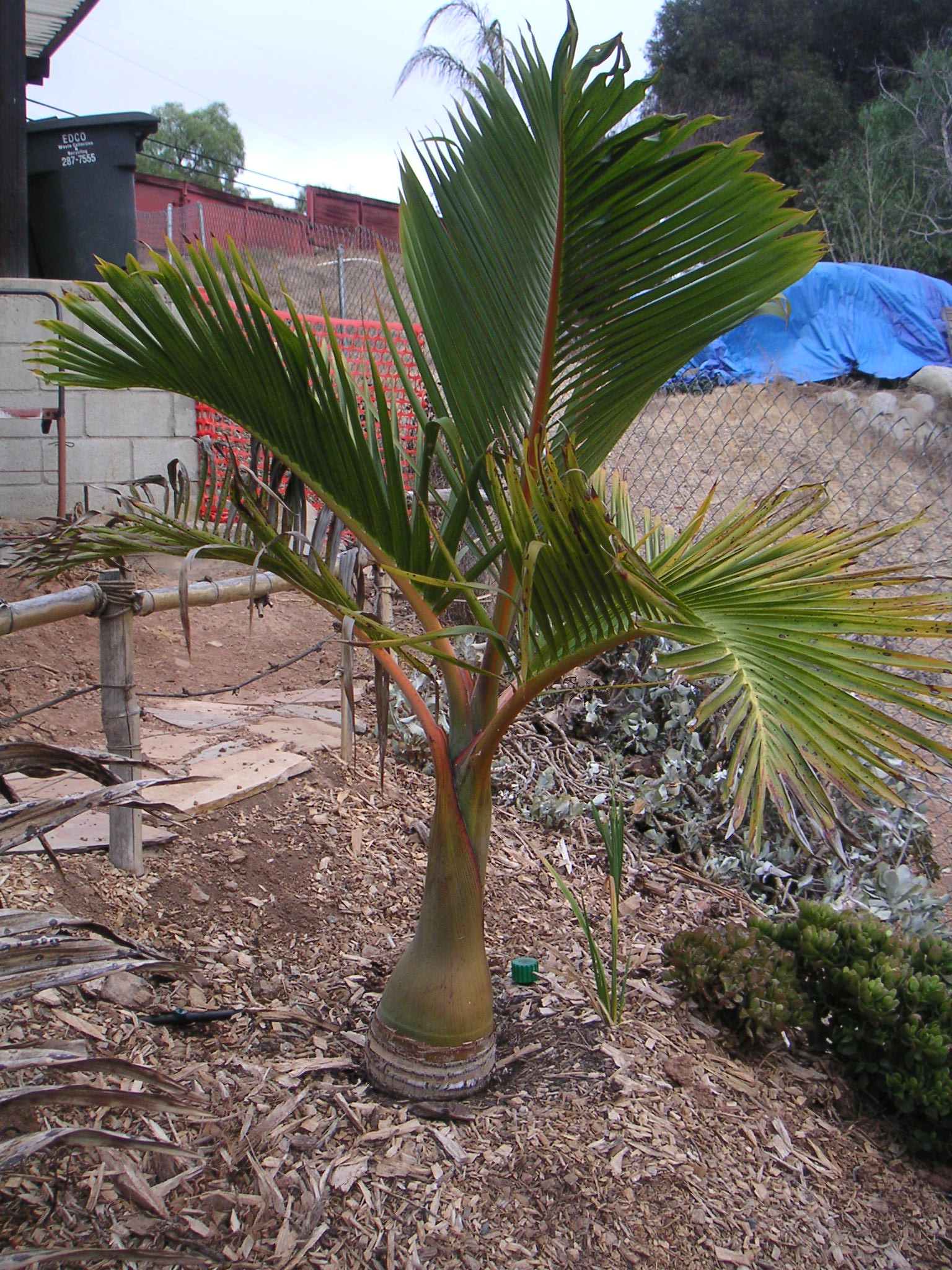 Hyophorbe verschaffeltii x lagenicaulis (Silver Lady Palm) - DISCUSSING ...
