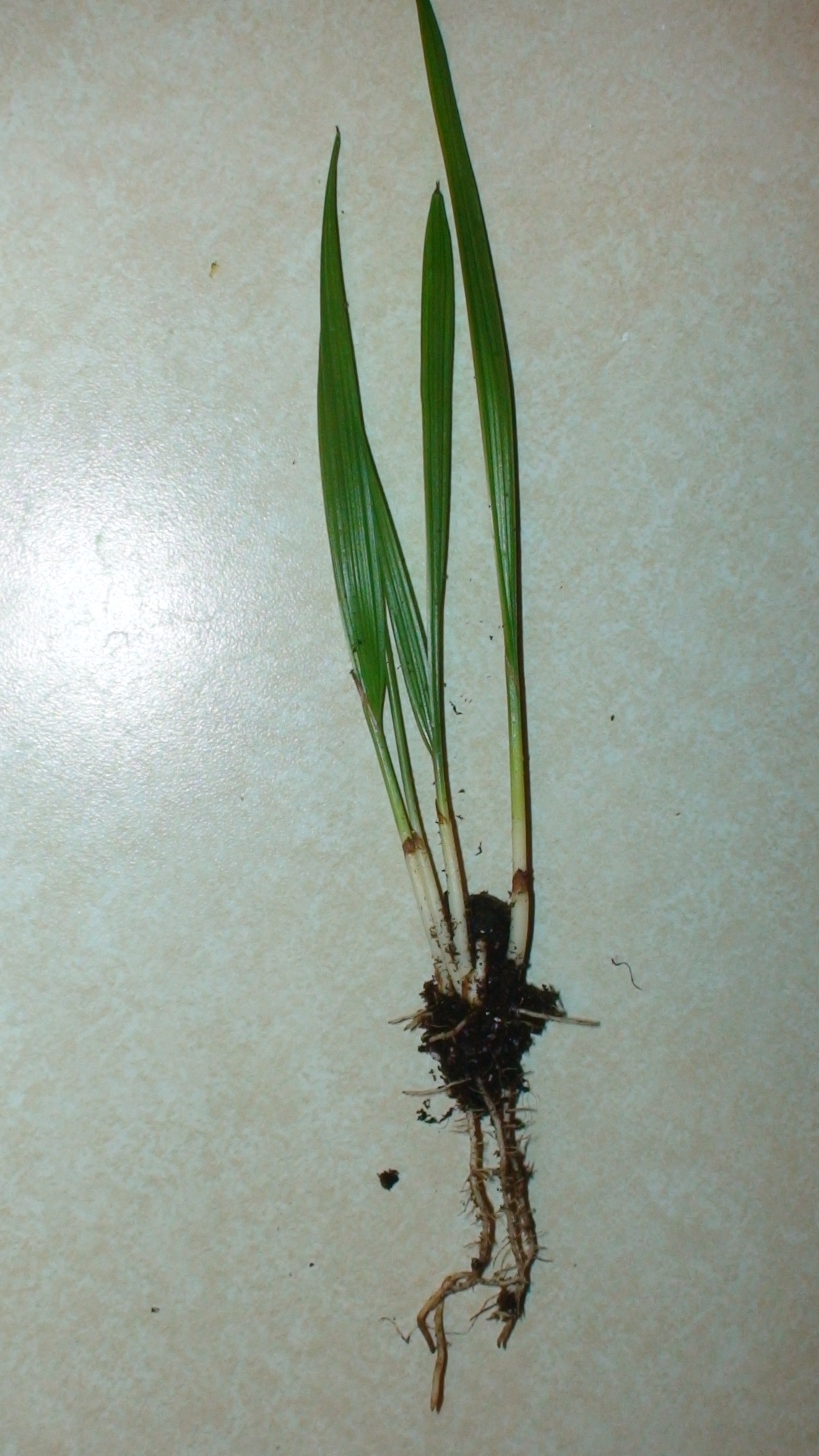 Quad Mule palm seedling. - DISCUSSING PALM TREES WORLDWIDE - PalmTalk