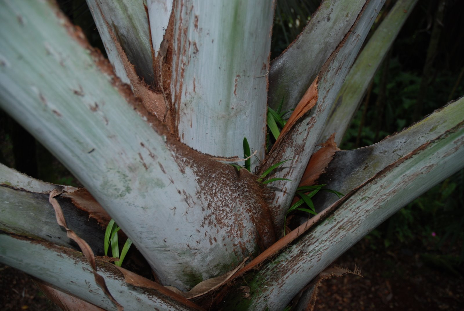 Germinating palm seeds - DISCUSSING PALM TREES WORLDWIDE - PalmTalk