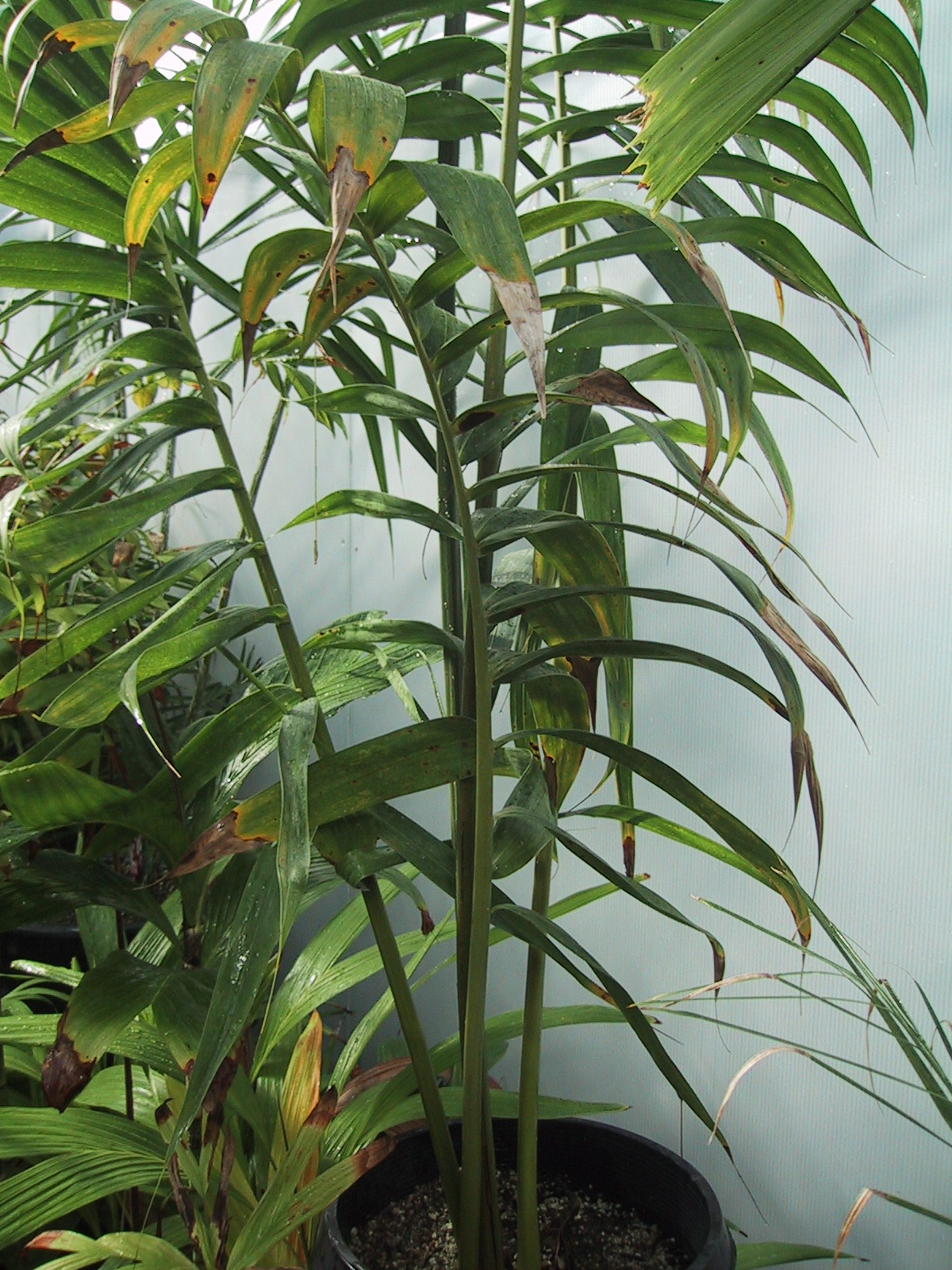 The ultra- rare White Stem palm - DISCUSSING PALM TREES WORLDWIDE ...