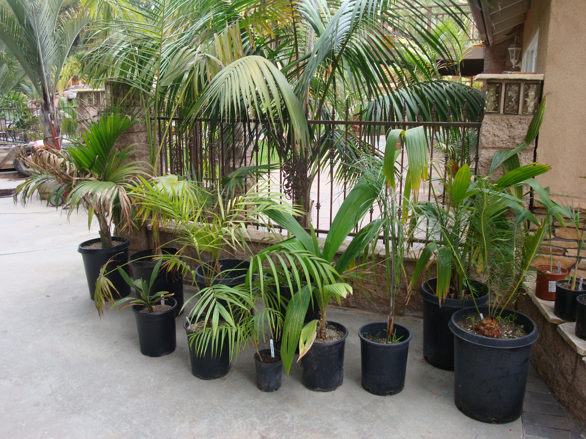Christmas palms - DISCUSSING PALM TREES WORLDWIDE - PalmTalk