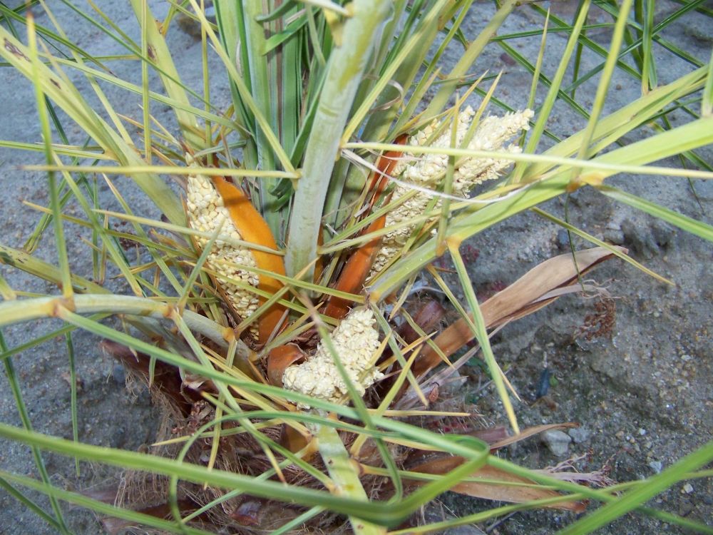 pollen - Phoenix Acaulis - DISCUSSING PALM TREES WORLDWIDE - PalmTalk