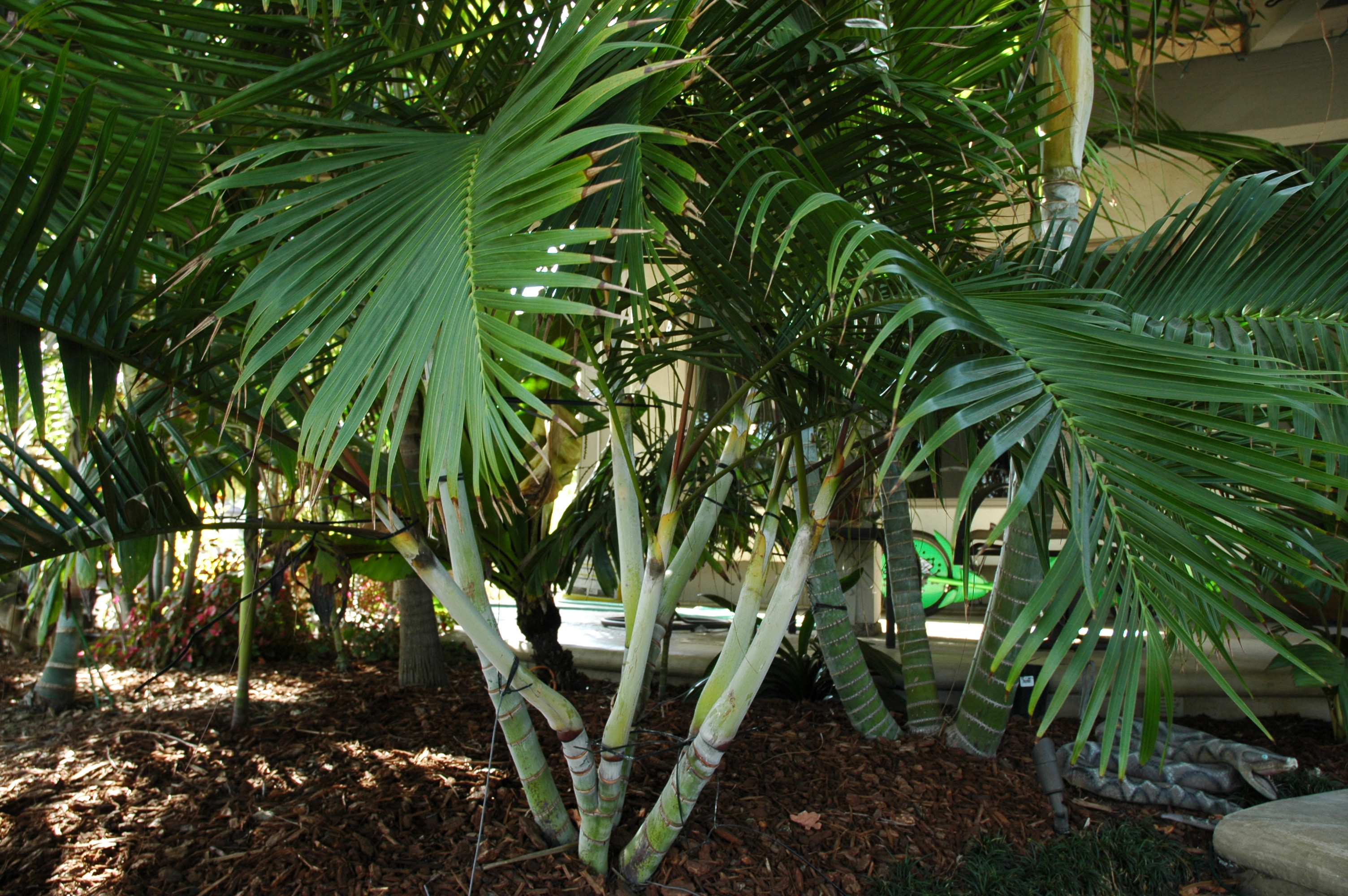 Pic of branching & suckering Dypsis - Pretty Palm! - DISCUSSING PALM ...