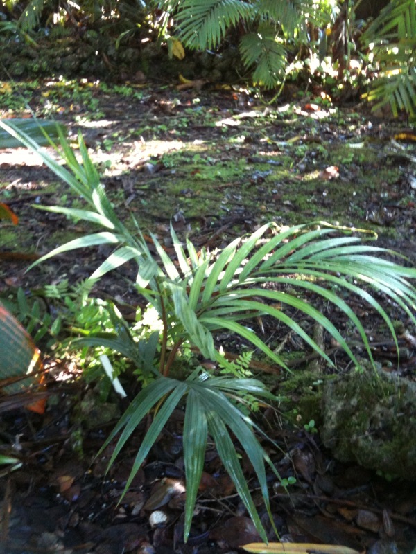 CYPHOPHOENIX ALBA - DISCUSSING PALM TREES WORLDWIDE - PalmTalk