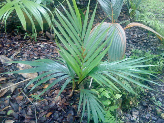 CYPHOPHOENIX ALBA - DISCUSSING PALM TREES WORLDWIDE - PalmTalk