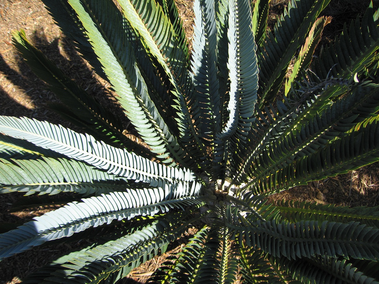 Encephalartos longifolius blue in 24" box! - For Sale - PalmTalk