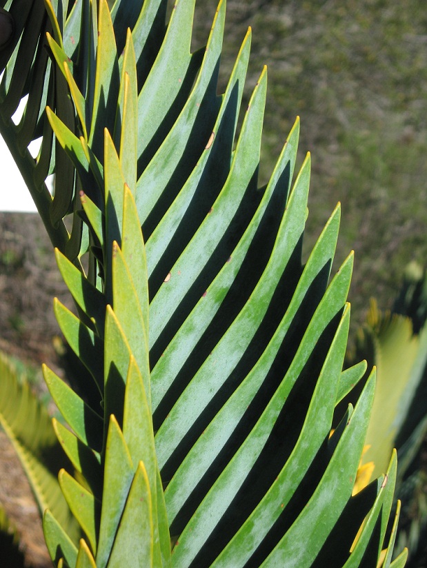 Encephalartos longifolius blunt tip fishtail blue - For Sale - PalmTalk