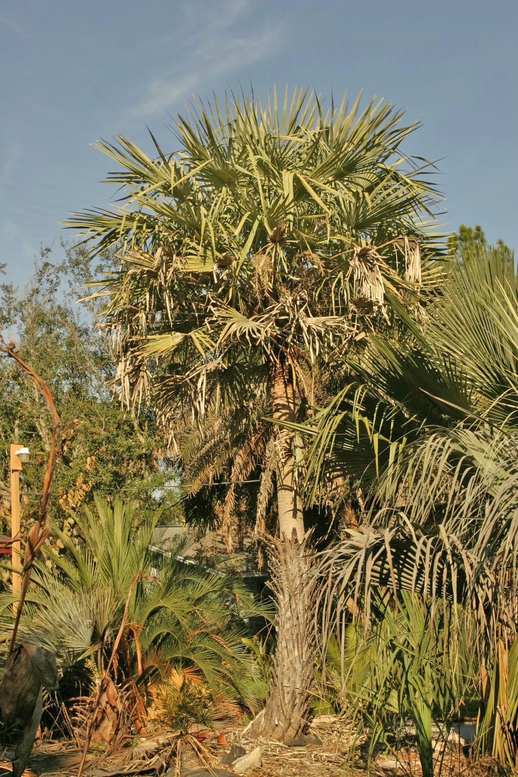 Do you like Copernicia alba? - DISCUSSING PALM TREES WORLDWIDE - PalmTalk