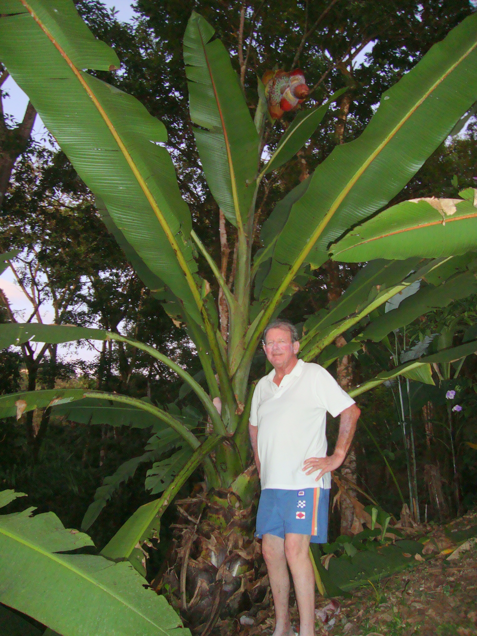 Ensete perrieri - TROPICAL LOOKING PLANTS - Other Than Palms - PalmTalk