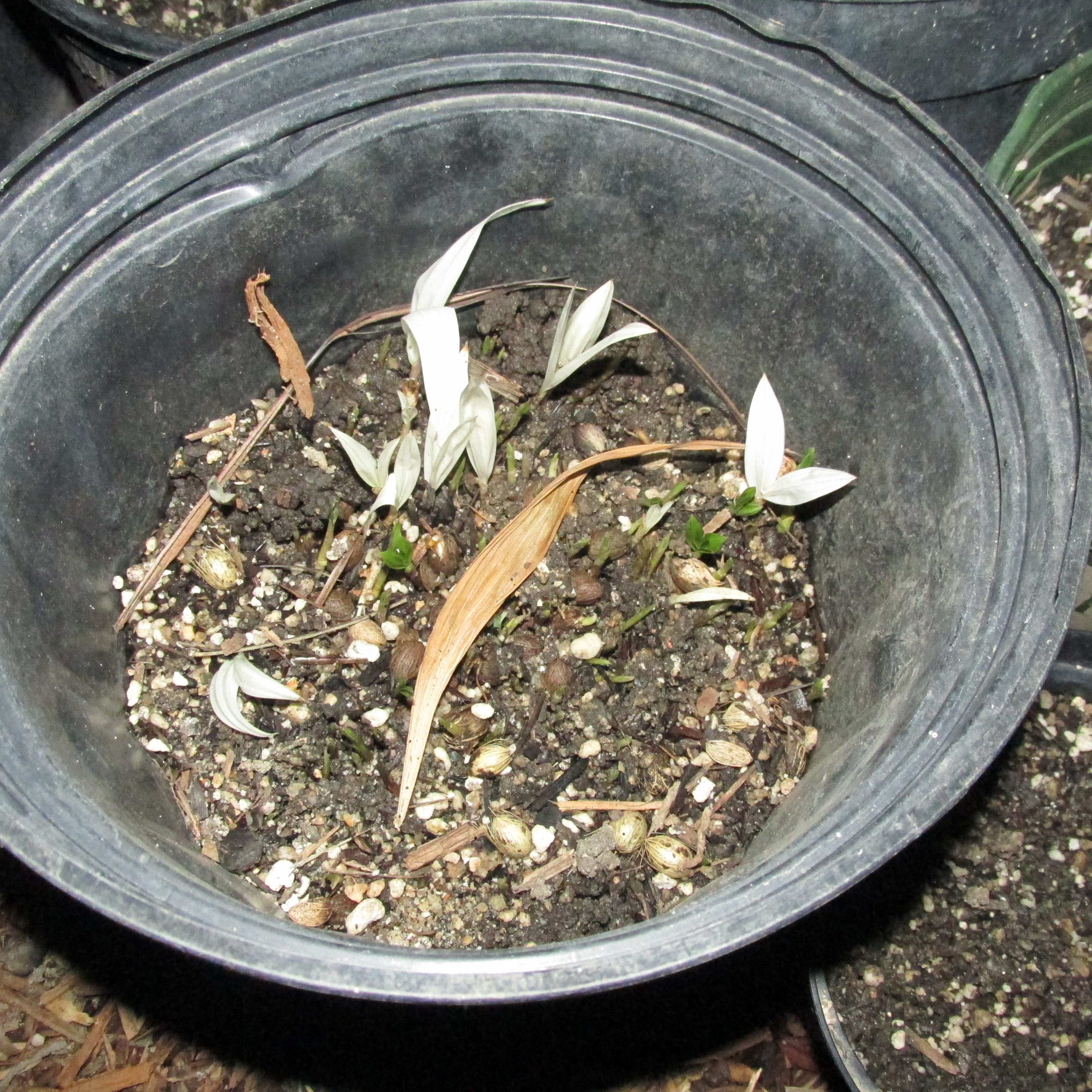 Albino Dypsis babies - DISCUSSING PALM TREES WORLDWIDE - PalmTalk