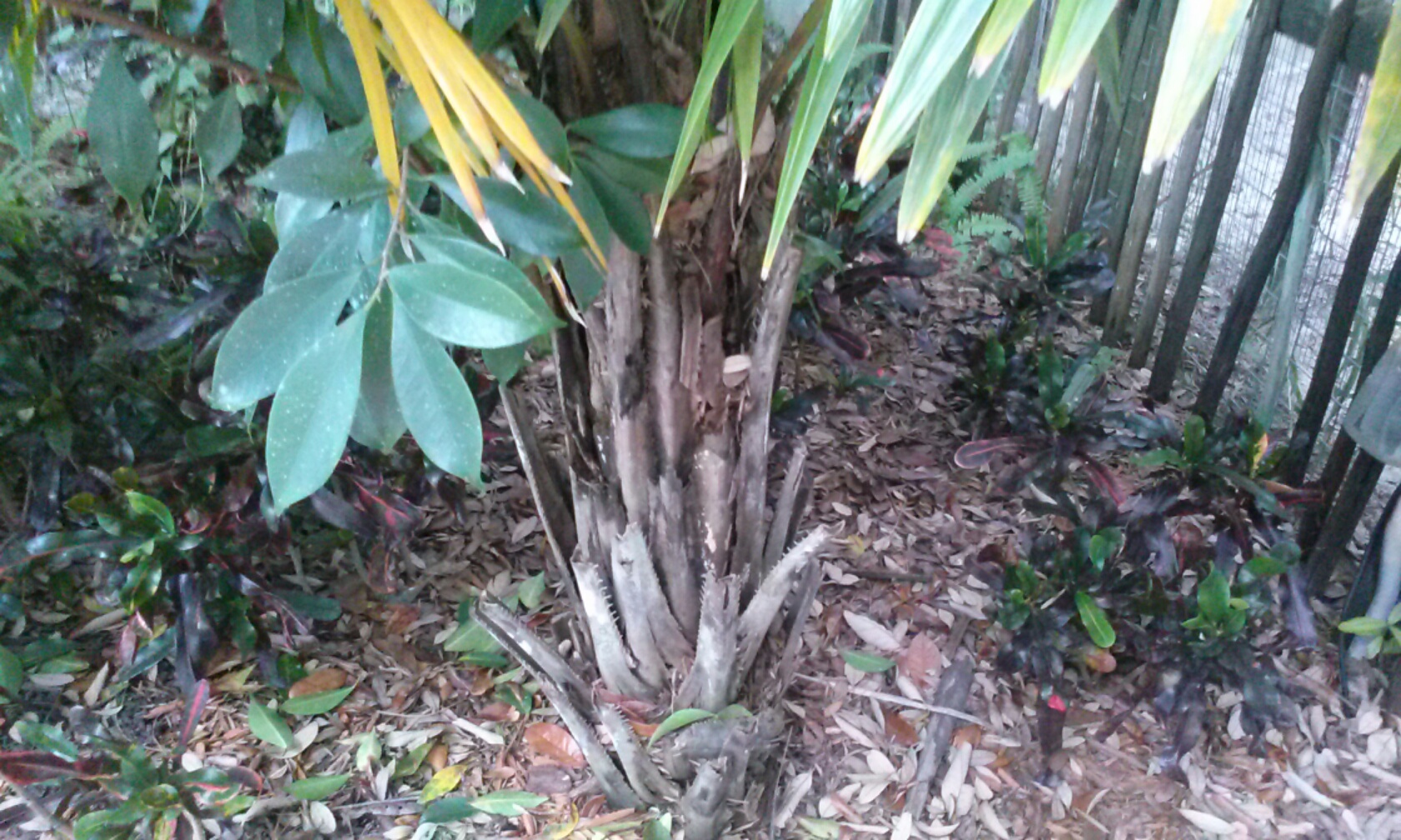 Identification of palm? - DISCUSSING PALM TREES WORLDWIDE - PalmTalk