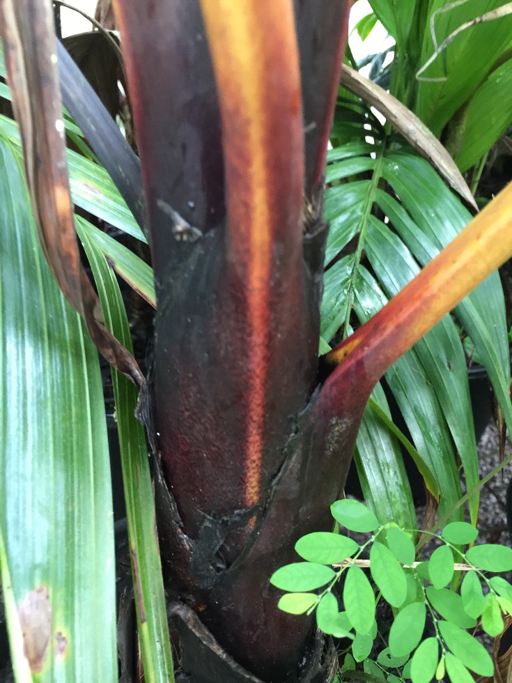 The big dig - DISCUSSING PALM TREES WORLDWIDE - PalmTalk