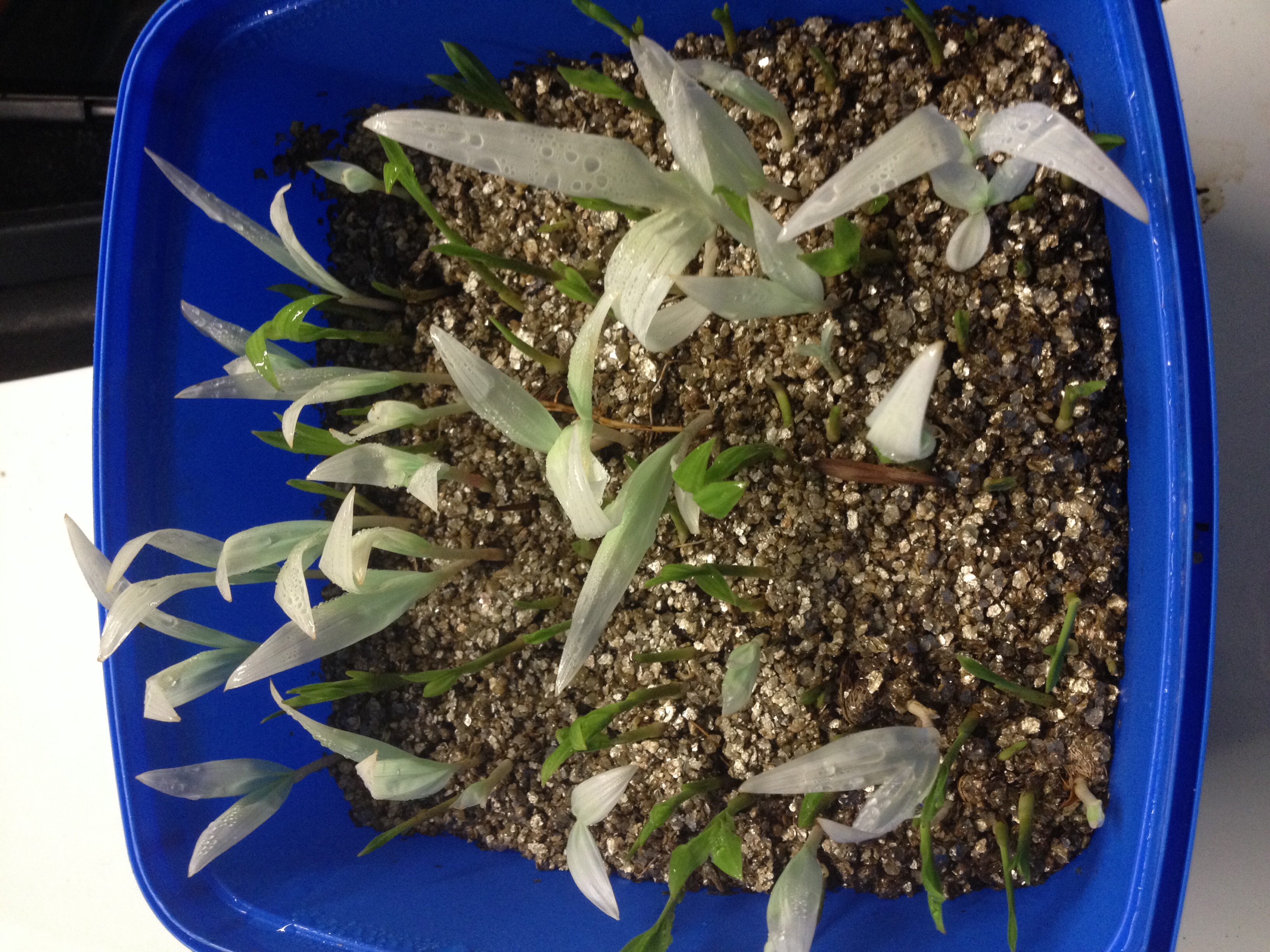 Albino Dypsis babies - DISCUSSING PALM TREES WORLDWIDE - PalmTalk