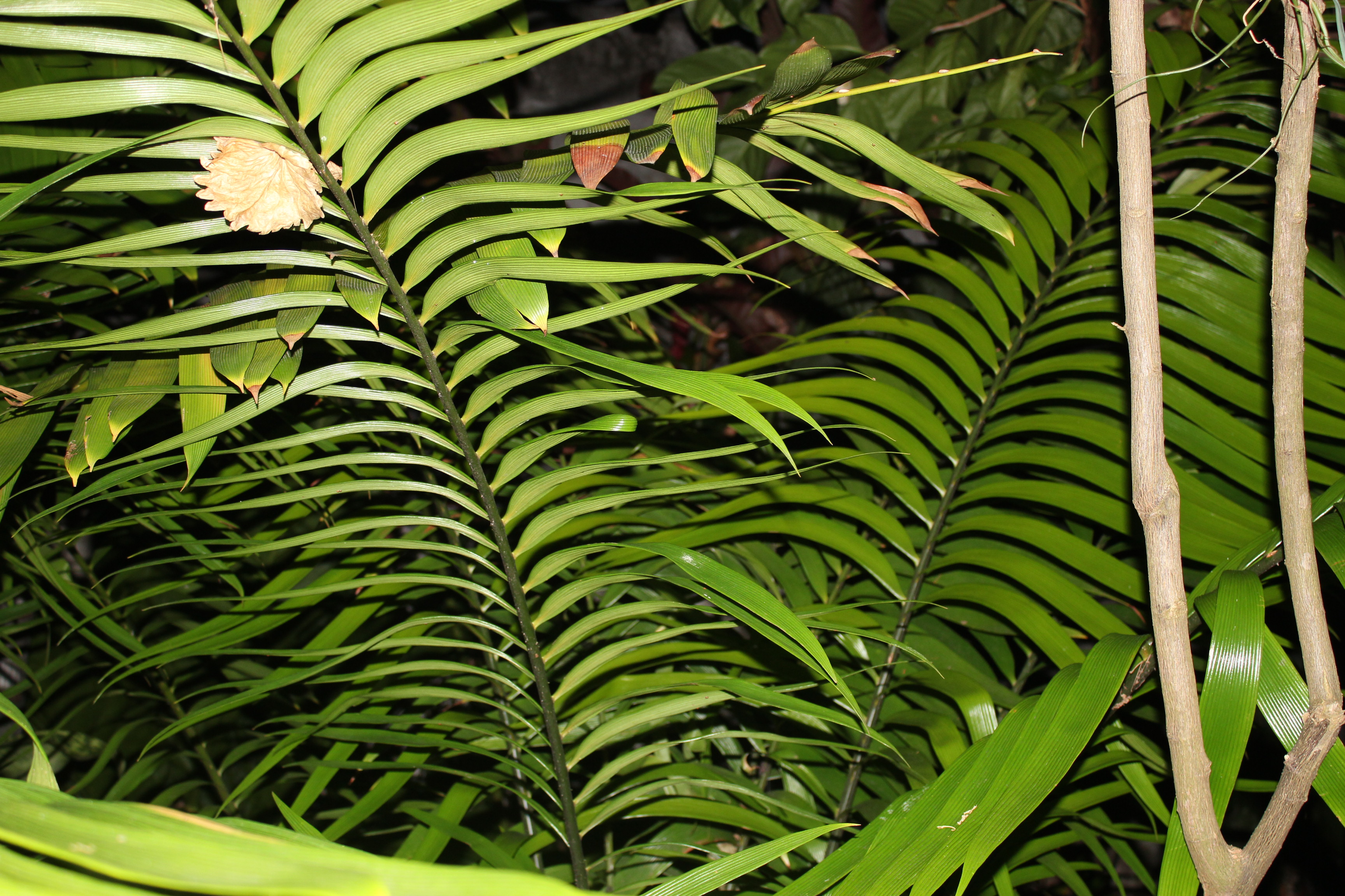Zamia roezlii - TROPICAL LOOKING PLANTS - Other Than Palms - PalmTalk