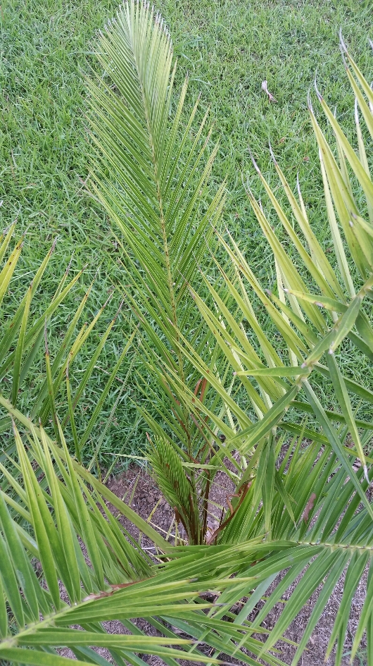 What deficiency I have? - DISCUSSING PALM TREES WORLDWIDE - PalmTalk