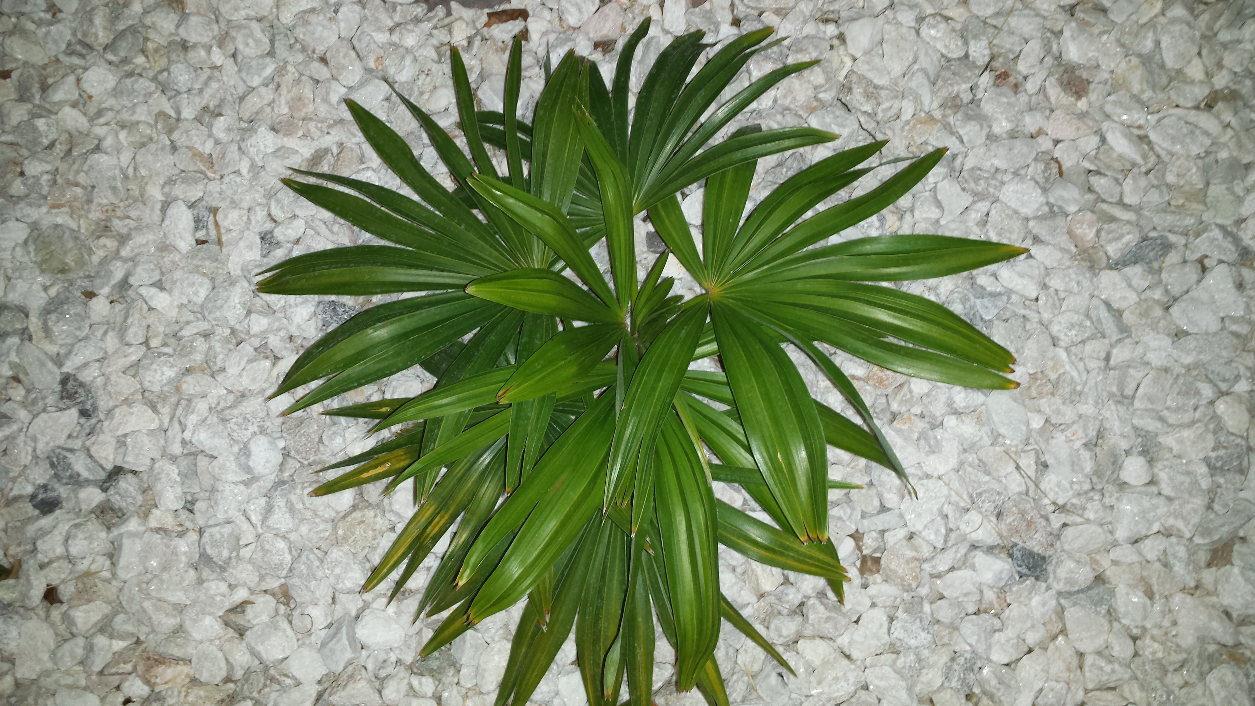 How do you grow your Zombie palm? - DISCUSSING PALM TREES WORLDWIDE ...