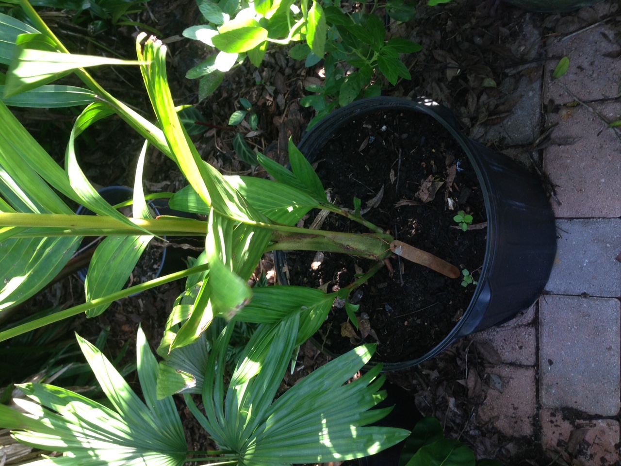 Pinanga insignis... really? - DISCUSSING PALM TREES WORLDWIDE - PalmTalk