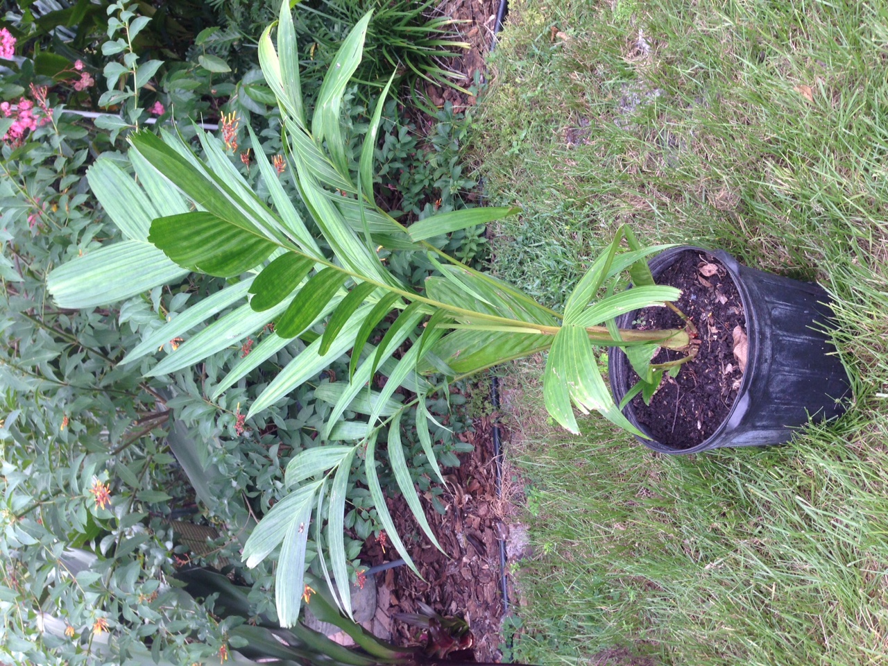 Pinanga insignis... really? - DISCUSSING PALM TREES WORLDWIDE - PalmTalk