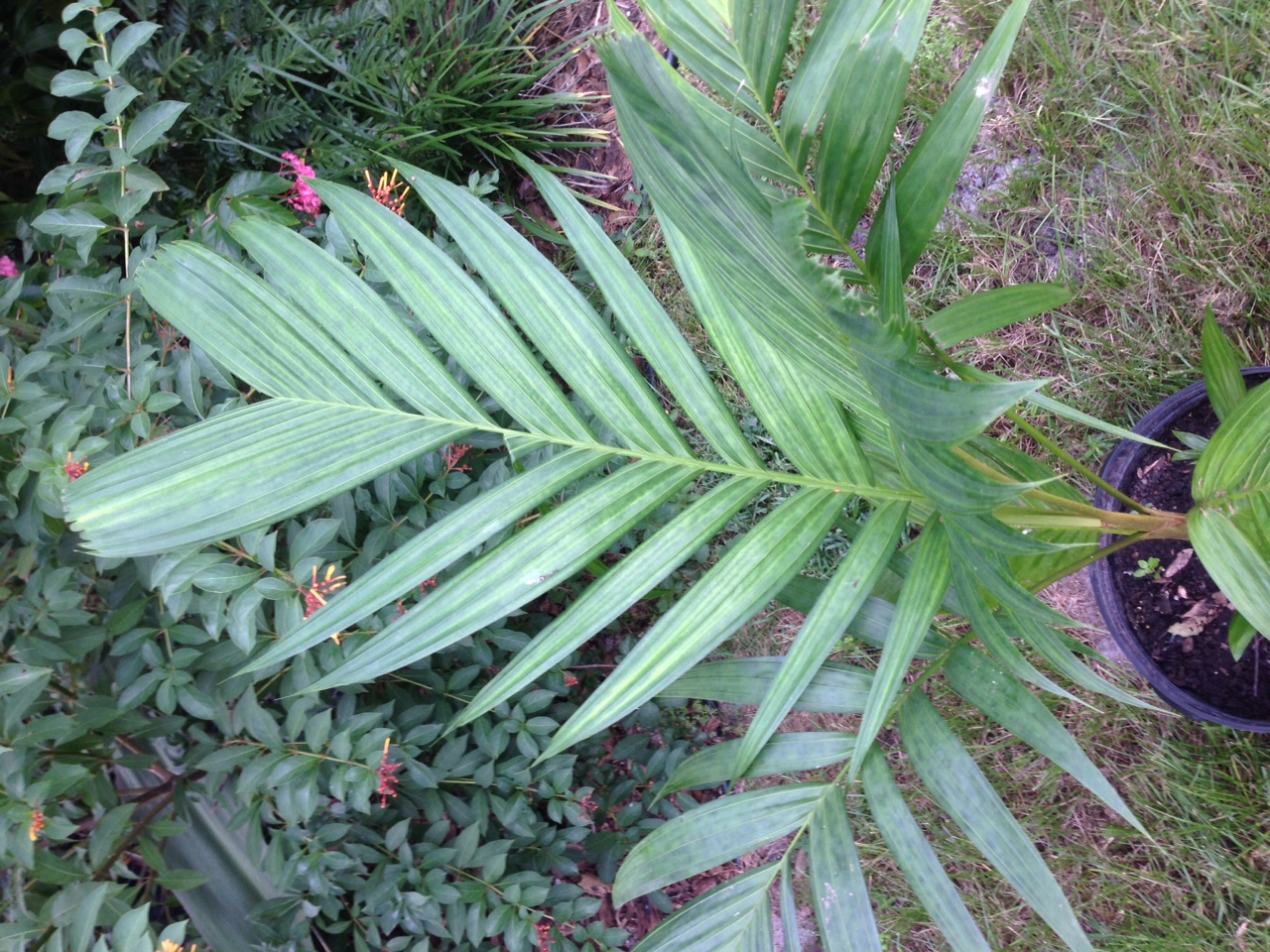 Pinanga insignis... really? - DISCUSSING PALM TREES WORLDWIDE - PalmTalk