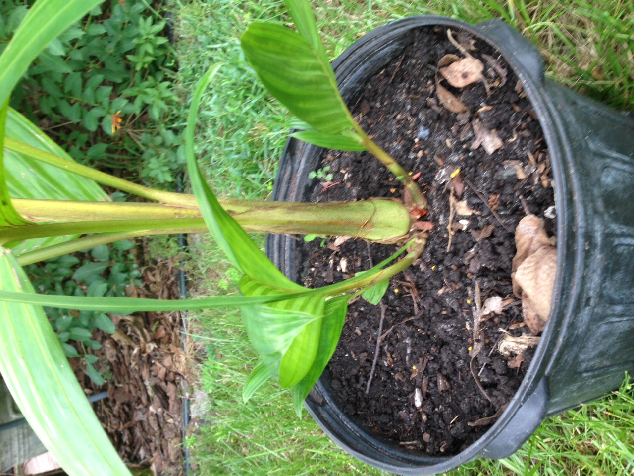 Pinanga insignis... really? - DISCUSSING PALM TREES WORLDWIDE - PalmTalk