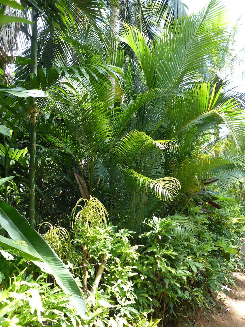 Dypsis lutescens - DISCUSSING PALM TREES WORLDWIDE - PalmTalk