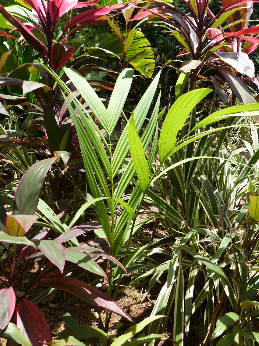 Pinanga insignis... really? - DISCUSSING PALM TREES WORLDWIDE - PalmTalk