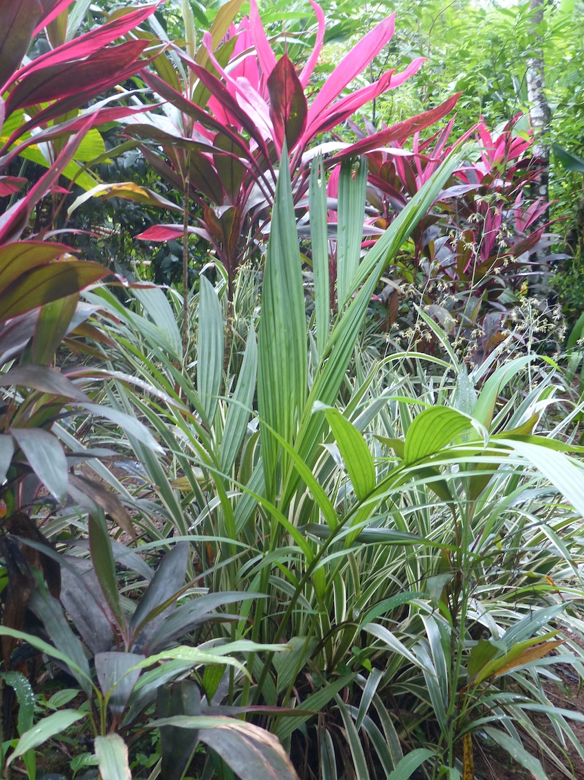 Pinanga insignis... really? - DISCUSSING PALM TREES WORLDWIDE - PalmTalk