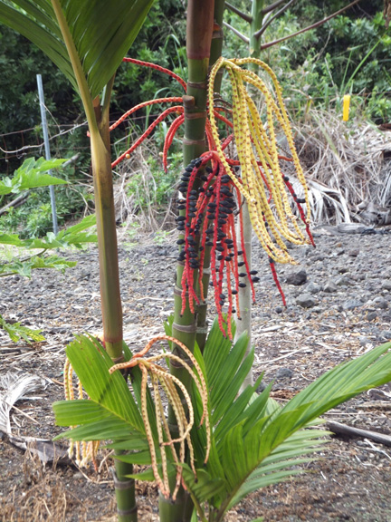 Pinanga insignis... really? - DISCUSSING PALM TREES WORLDWIDE - PalmTalk