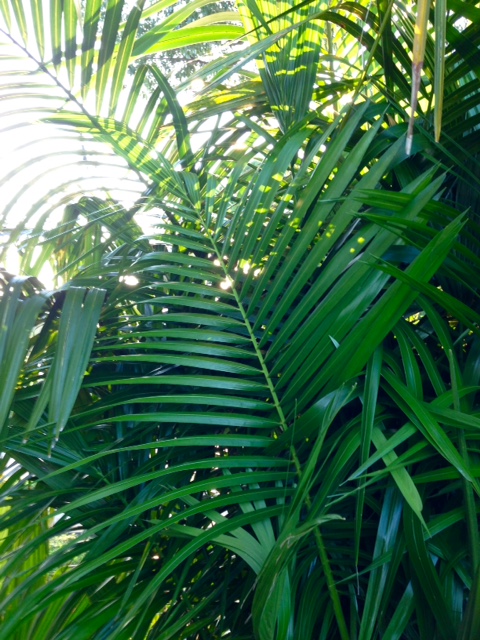 I.d. needed of this little palm with sweet-smelling fruit - DISCUSSING ...