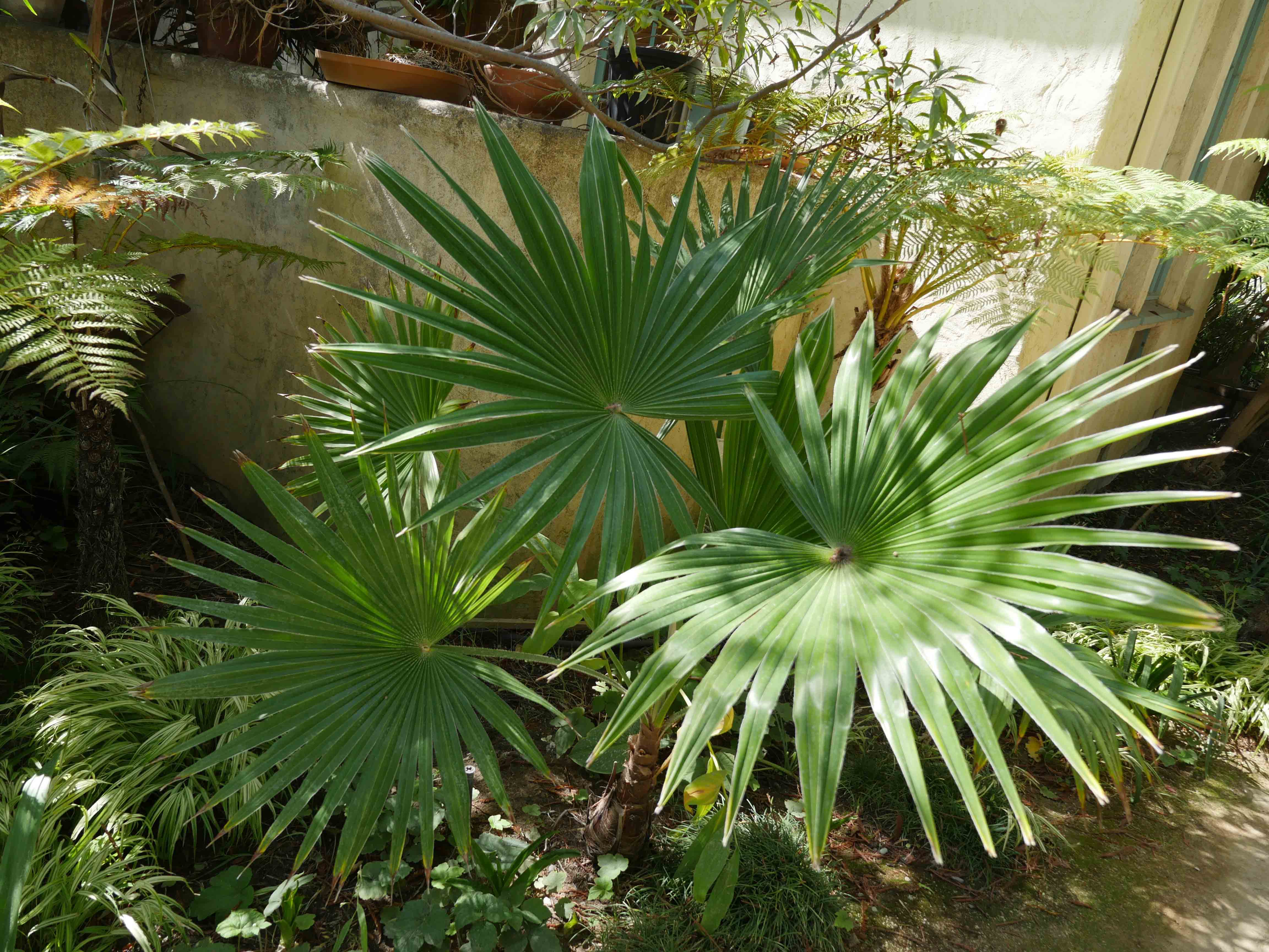 trachycarpus latisectus id - DISCUSSING PALM TREES WORLDWIDE - PalmTalk