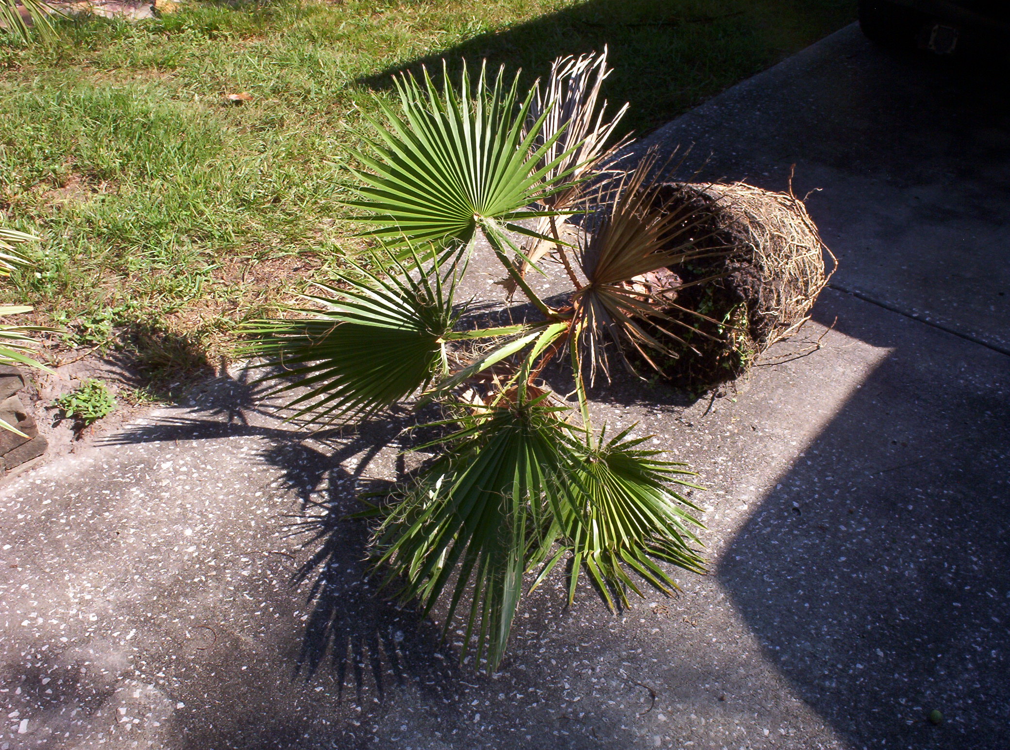 Show us your Palm Rescue - DISCUSSING PALM TREES WORLDWIDE - PalmTalk