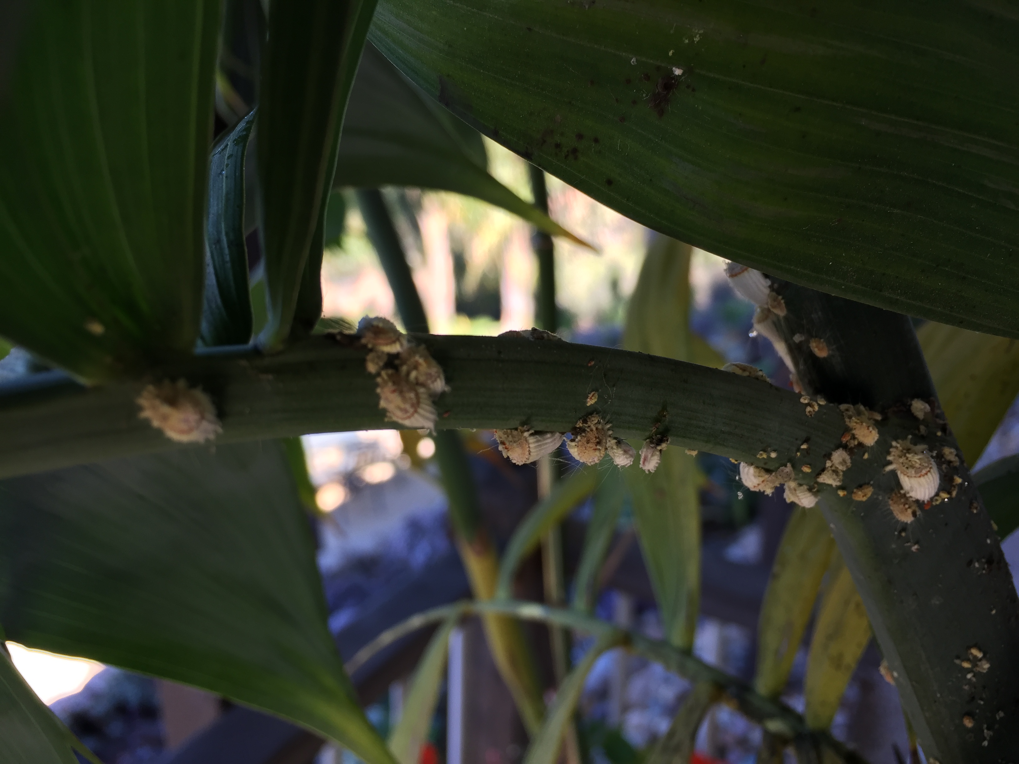 What do to about these bugs? - DISCUSSING PALM TREES WORLDWIDE - PalmTalk