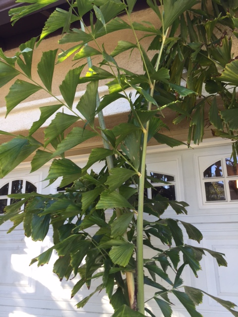 HUGE 15 gal caryota maxima - For Sale - PalmTalk