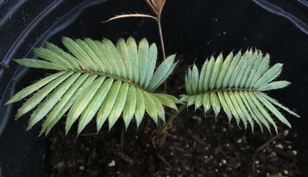 The rarest palm in my collection - DISCUSSING PALM TREES WORLDWIDE ...