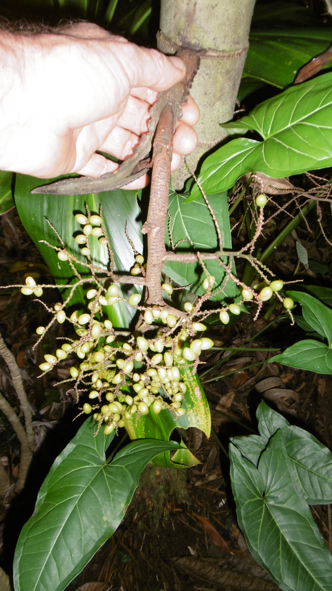 Dypsis rivularis ? - DISCUSSING PALM TREES WORLDWIDE - PalmTalk