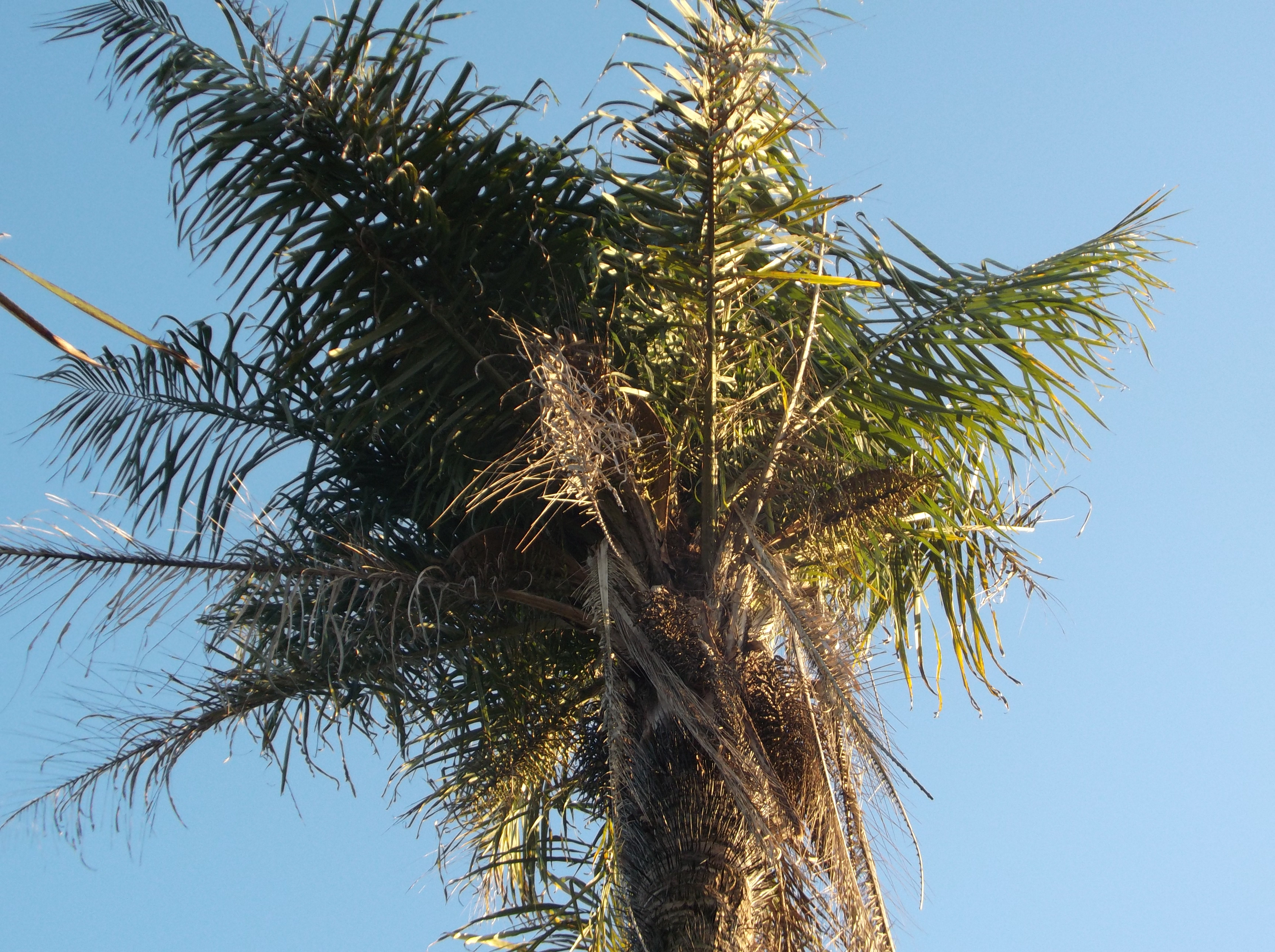 Acrocomia totai in Savannah, GA - DISCUSSING PALM TREES WORLDWIDE ...