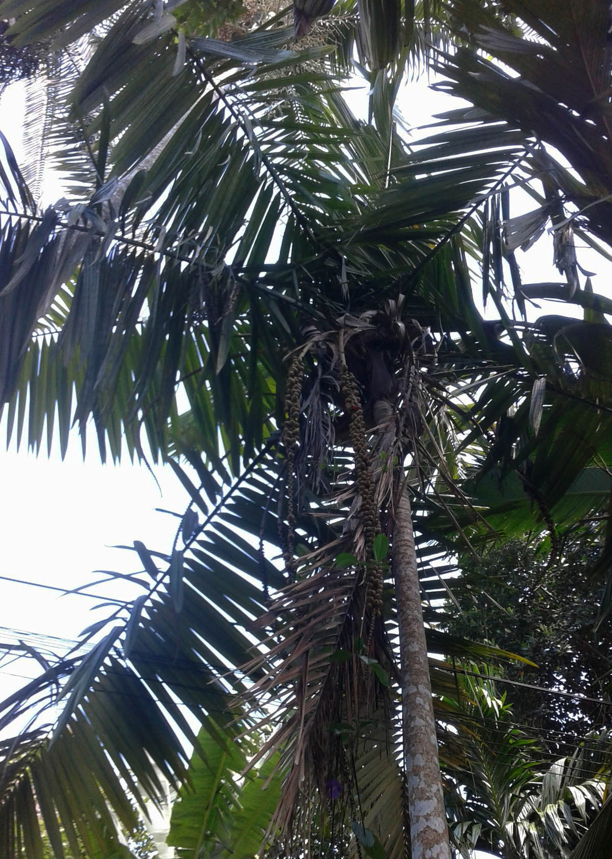 ID these Palms - DISCUSSING PALM TREES WORLDWIDE - PalmTalk