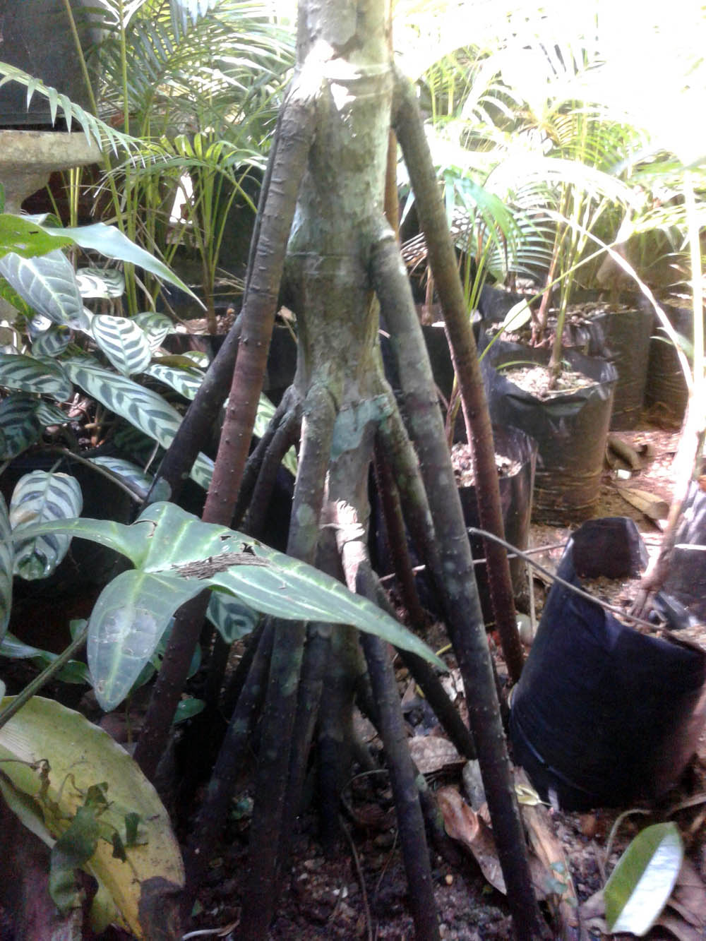 Areca guppyana stilt root & Hydriastele - DISCUSSING PALM TREES ...