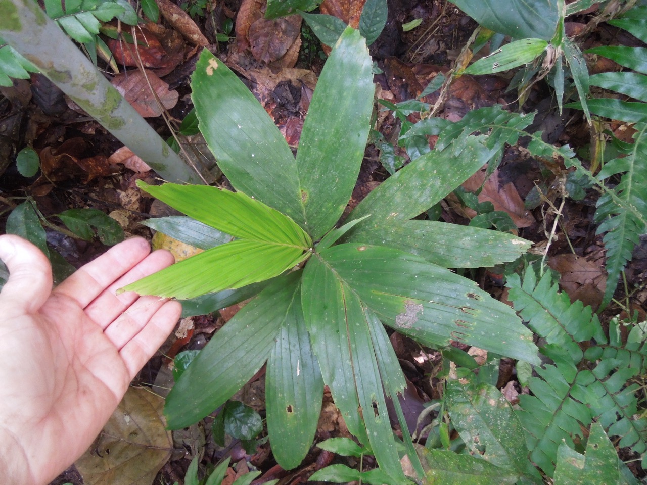 Balaka Beauties in Puerto Rico - DISCUSSING PALM TREES WORLDWIDE - PalmTalk