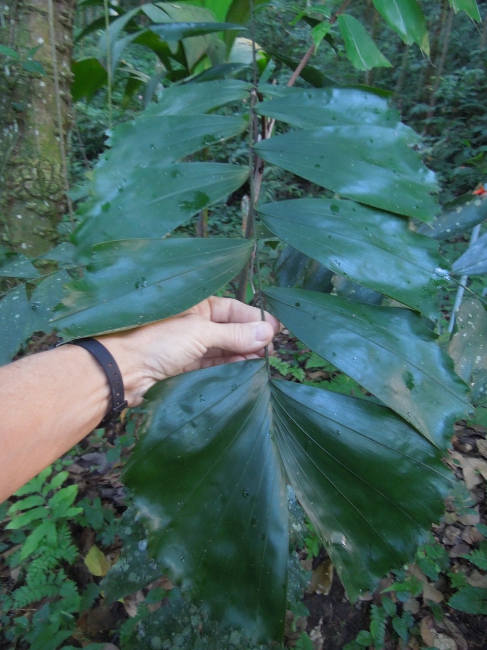 Balaka Beauties in Puerto Rico - DISCUSSING PALM TREES WORLDWIDE - PalmTalk