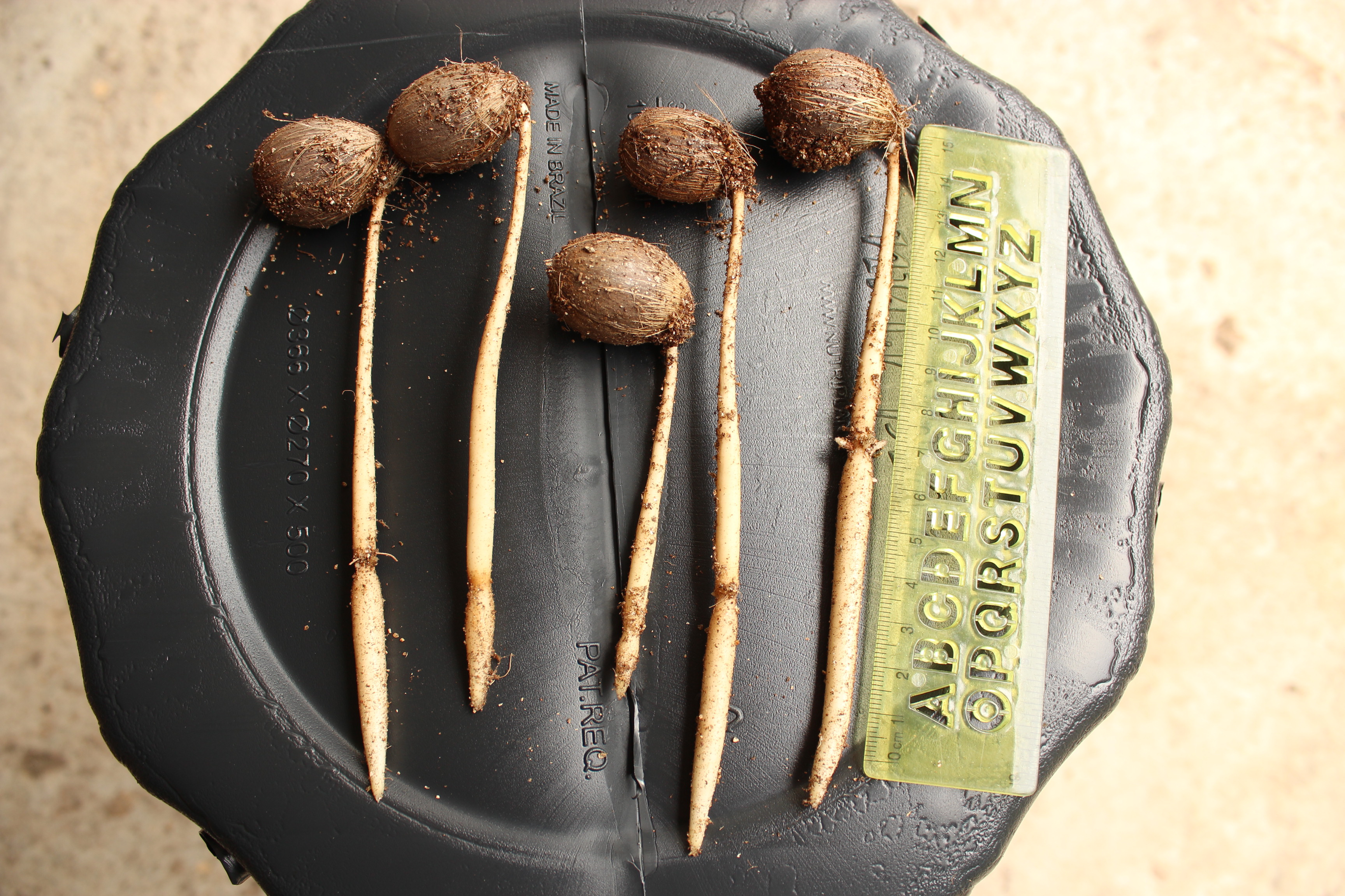 Syagrus Santosii Germinated! - DISCUSSING PALM TREES WORLDWIDE - PalmTalk