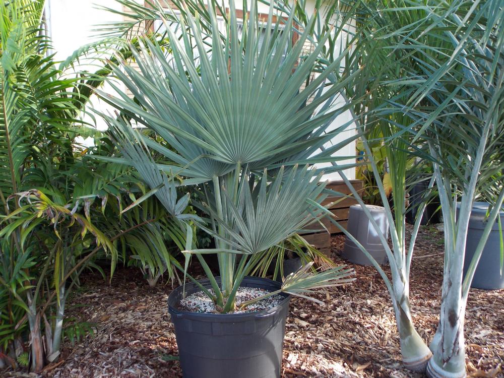 Copernicia fallaensis 25 gallon - For Sale - PalmTalk