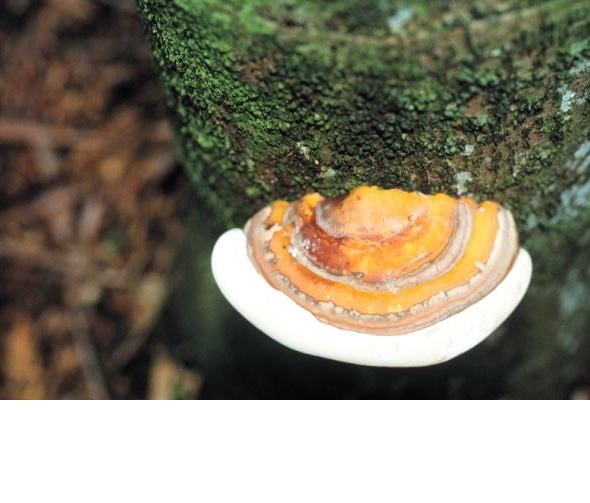 Ganoderma Conks needed for research - DISCUSSING PALM TREES WORLDWIDE ...