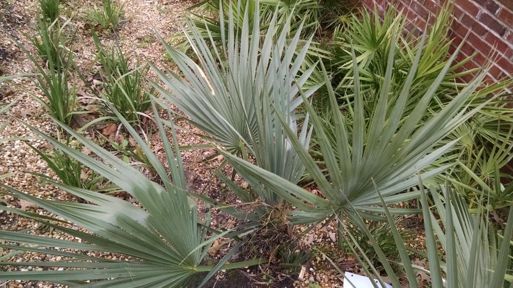 looking for sabal minor seeds - Palms/Plants/Seeds Wanted - PalmTalk
