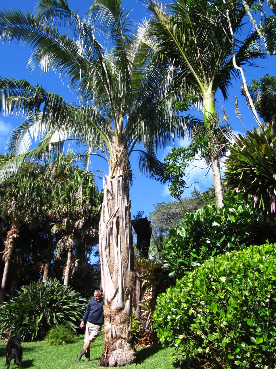 Parajubaea - DISCUSSING PALM TREES WORLDWIDE - PalmTalk