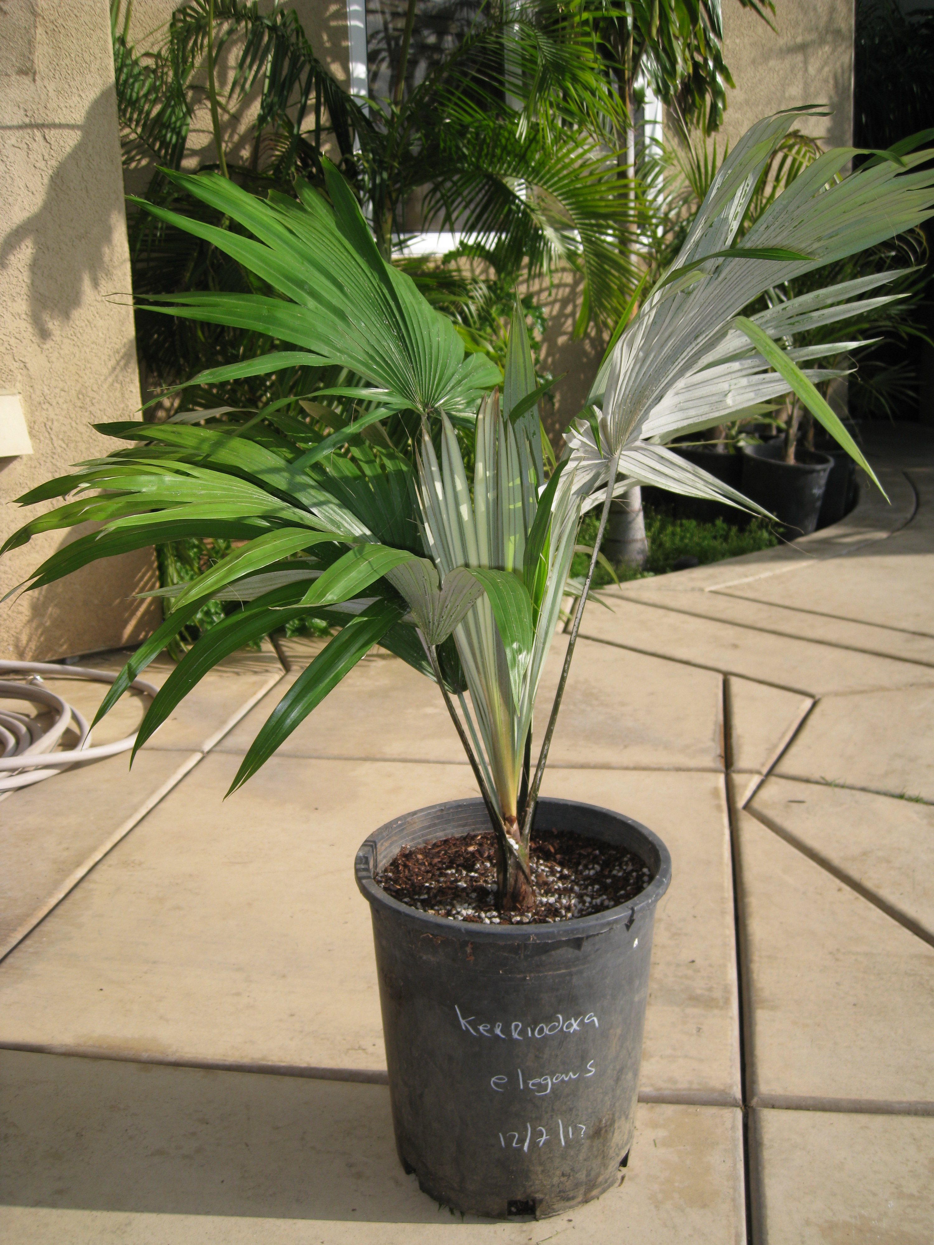 awesome 5 gal palms for sale - For Sale - PalmTalk