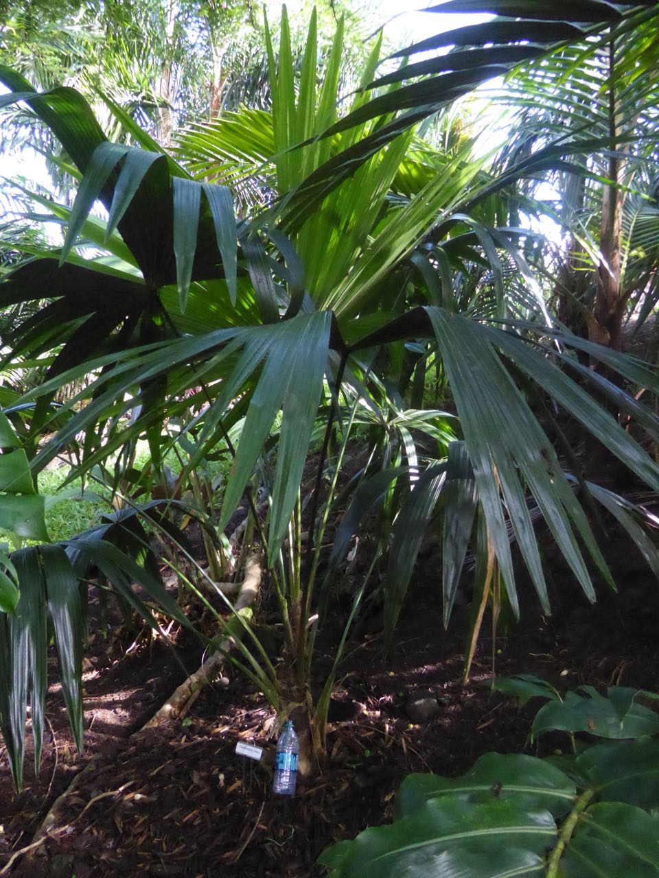 Chelyocarpus - DISCUSSING PALM TREES WORLDWIDE - PalmTalk