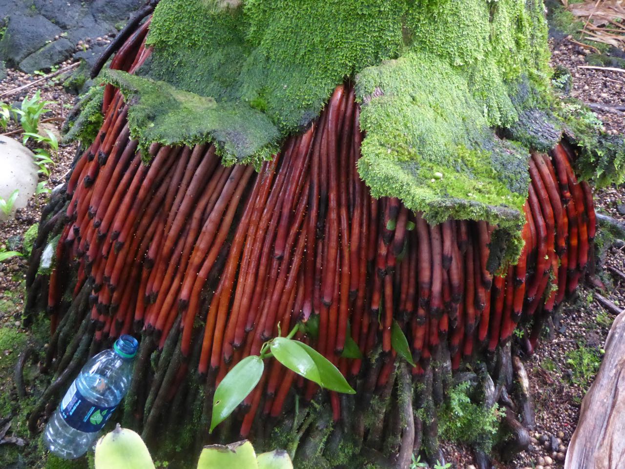 Adventitious Roots - DISCUSSING PALM TREES WORLDWIDE - PalmTalk