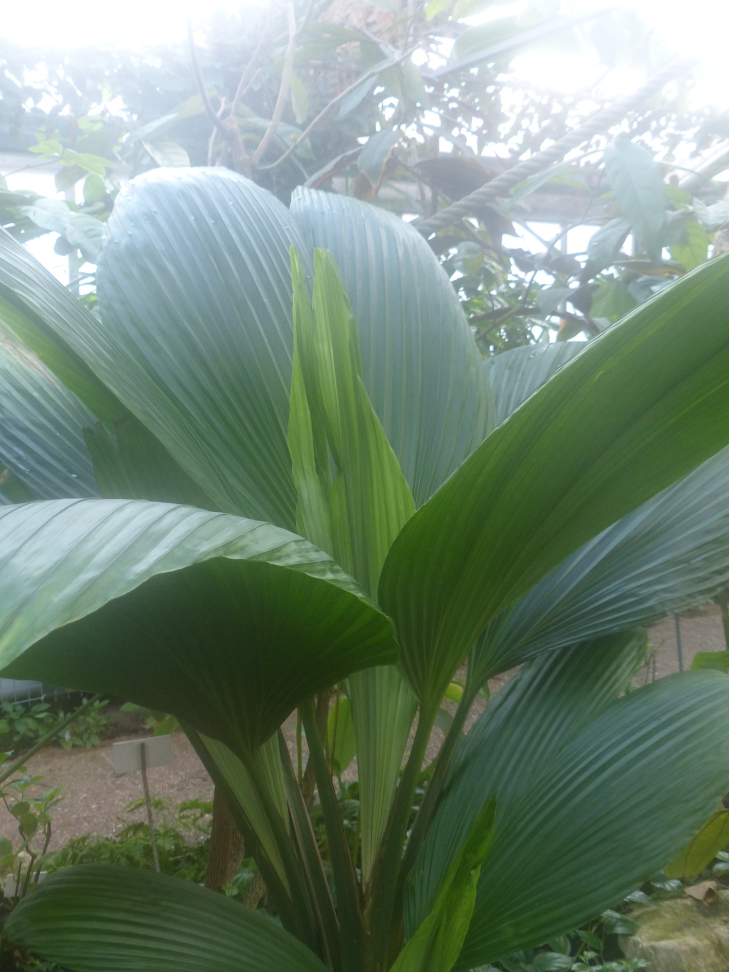 who is growing Asplundia? - TROPICAL LOOKING PLANTS - Other Than Palms ...